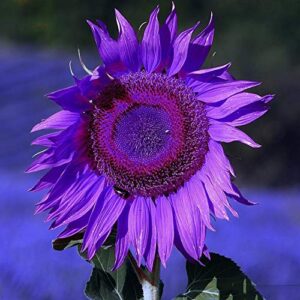 GMNP0di% Sunflower Seeds to Plant Purple Sunflower Seeds Ornamental Plant Home Garden Yard Farm Office Decor Non-GMO Seeds Purple Sunflower Seeds