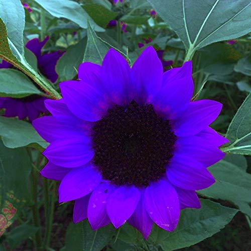 GMNP0di% Sunflower Seeds to Plant Purple Sunflower Seeds Ornamental Plant Home Garden Yard Farm Office Decor Non-GMO Seeds Purple Sunflower Seeds