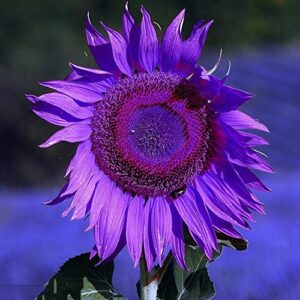 GMNP0di% Sunflower Seeds to Plant Purple Sunflower Seeds Ornamental Plant Home Garden Yard Farm Office Decor Non-GMO Seeds Purple Sunflower Seeds