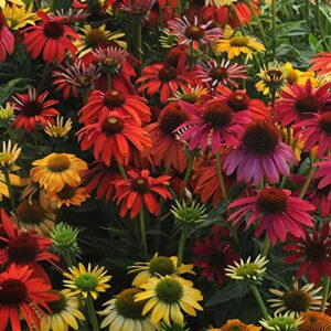 outsidepride echinacea purpurea purple coneflower cheyenne spirit garden cut flower seed mix – 20 seeds