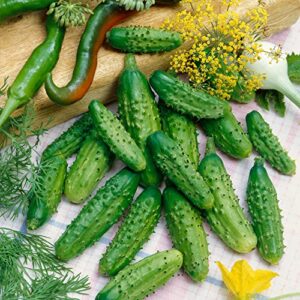 parisian gherkin f1 hybrid aas cucumber seeds – 3 g packet ~100 seeds – non-gmo, f1 hybrid – vegetable garden – cucumis sativus