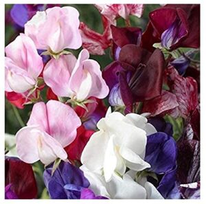 david’s garden seeds flower sweet pea old spice fba-9155 (multi) 50 non-gmo, heirloom seeds