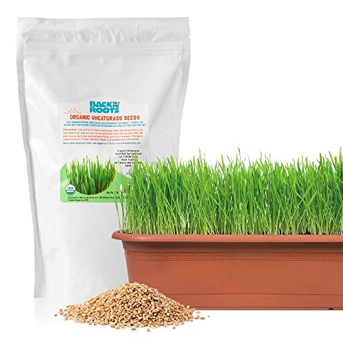 Back to the Roots Organic Wheatgrass Seeds – 2lb Non-GMO Value Pack; Great for Growing Nutritious Wheatgrass, Also Catgrass (Natural Hairball Remedy for Cats)