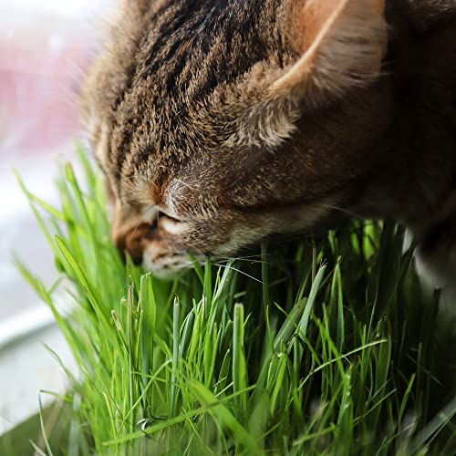 Back to the Roots Organic Wheatgrass Seeds – 2lb Non-GMO Value Pack; Great for Growing Nutritious Wheatgrass, Also Catgrass (Natural Hairball Remedy for Cats)