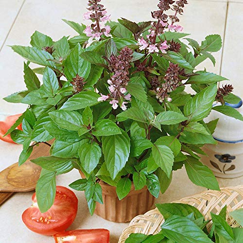 Outsidepride Basil Cinnamon Ocimum Basilicum Culinary Herb Garden Plant - 5000 Seeds