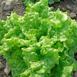 750 Black seeded Simpson Lettuce Seeds for Planting 1.5+ Grams Non GMO Heirloom Garden Vegetable Survival Baby Greens Bulk