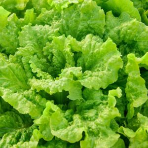 750 Black seeded Simpson Lettuce Seeds for Planting 1.5+ Grams Non GMO Heirloom Garden Vegetable Survival Baby Greens Bulk