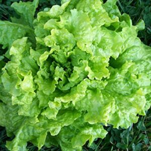 750 Black seeded Simpson Lettuce Seeds for Planting 1.5+ Grams Non GMO Heirloom Garden Vegetable Survival Baby Greens Bulk