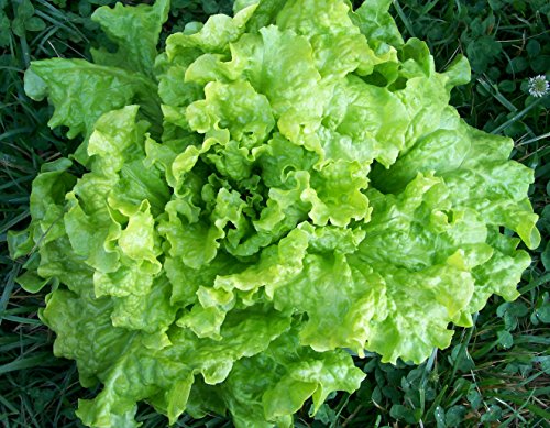 750 Black seeded Simpson Lettuce Seeds for Planting 1.5+ Grams Non GMO Heirloom Garden Vegetable Survival Baby Greens Bulk