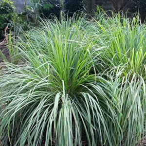 outsidepride cymbopogon lemon grass aromatic, fragrant ornamental & culinary herb garden plant – 1000 seeds