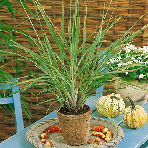 Outsidepride Cymbopogon Lemon Grass Aromatic, Fragrant Ornamental & Culinary Herb Garden Plant - 1000 Seeds