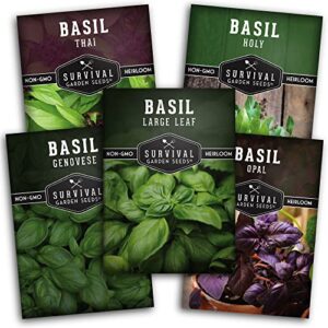 survival garden seeds basil collection seed vault – holy basil, genovese basil, large leaf basil, opal basil, and thai basil – non-gmo heirloom seeds for planting delicious herbs