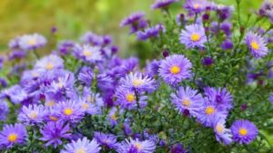 smooth blue aster seeds wildflower garden 100 seeds