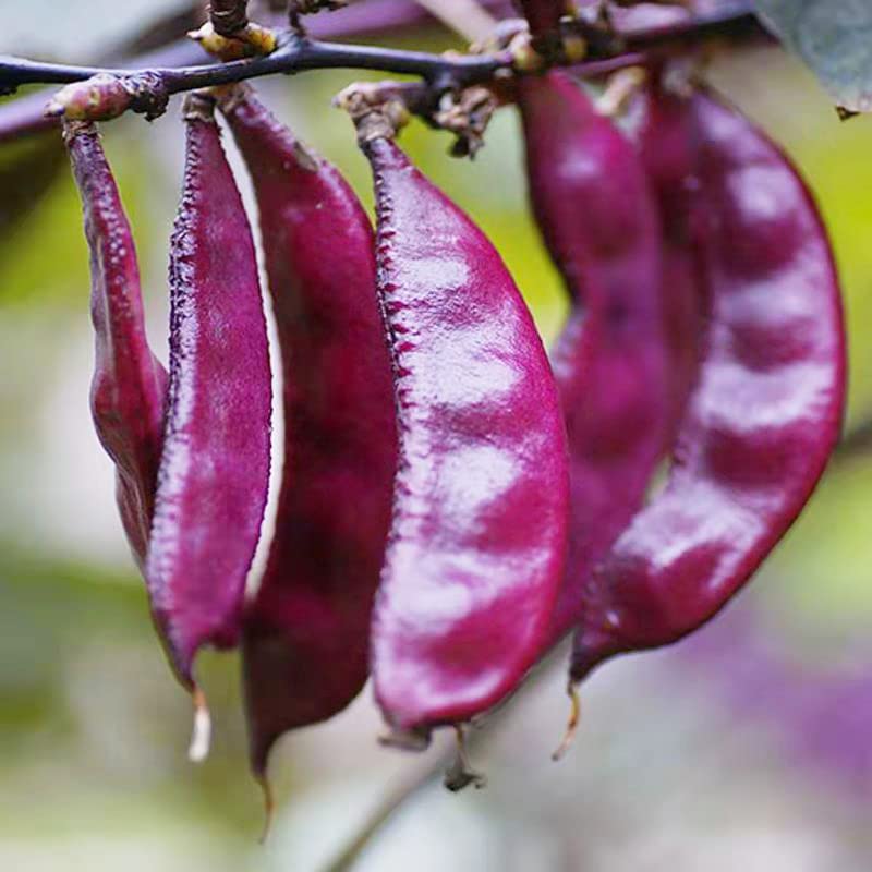 MOKALALA 30 Pcs Purple Hyacinth Bean Seeds Heirloom Red Leaved Plant Vine Seeds | Non-GMO | Purple Flower Lablab purpureus Vegetable Fresh Garden Seeds