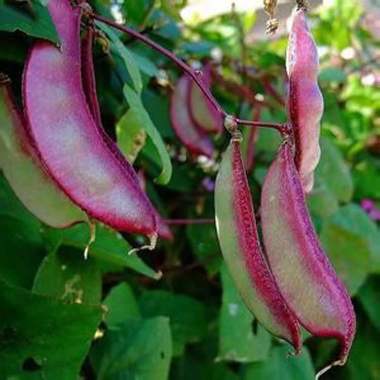 MOKALALA 30 Pcs Purple Hyacinth Bean Seeds Heirloom Red Leaved Plant Vine Seeds | Non-GMO | Purple Flower Lablab purpureus Vegetable Fresh Garden Seeds