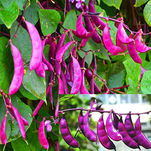 MOKALALA 30 Pcs Purple Hyacinth Bean Seeds Heirloom Red Leaved Plant Vine Seeds | Non-GMO | Purple Flower Lablab purpureus Vegetable Fresh Garden Seeds