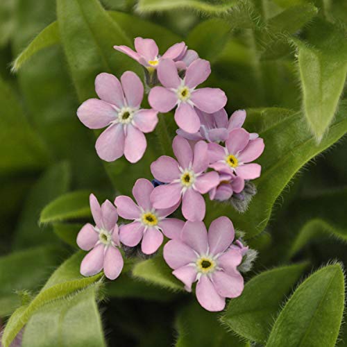 Outsidepride Cynoglossum Amabile Pink Chinese Forget-Me-Not Garden Flower Plant Seeds - 1000 Seeds