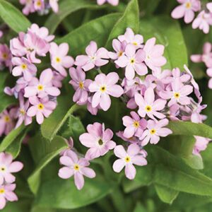 Outsidepride Cynoglossum Amabile Pink Chinese Forget-Me-Not Garden Flower Plant Seeds - 1000 Seeds