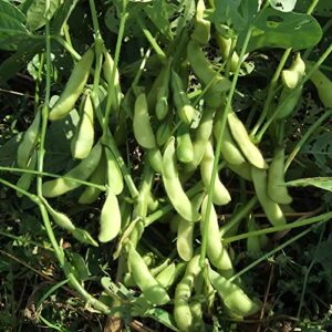 50 pcs midori giant edamame seeds heirloom high germination rate fresh garden seeds non-gmo