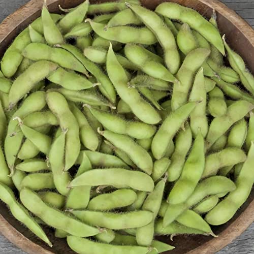 50 Pcs Midori Giant Edamame Seeds Heirloom HIGH Germination Rate Fresh Garden Seeds Non-GMO