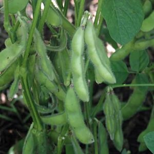 50 Pcs Midori Giant Edamame Seeds Heirloom HIGH Germination Rate Fresh Garden Seeds Non-GMO