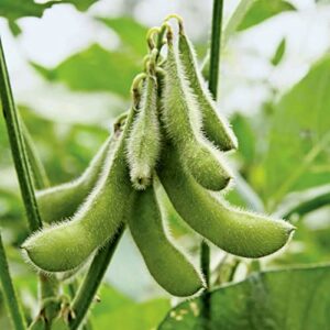 50 Pcs Midori Giant Edamame Seeds Heirloom HIGH Germination Rate Fresh Garden Seeds Non-GMO