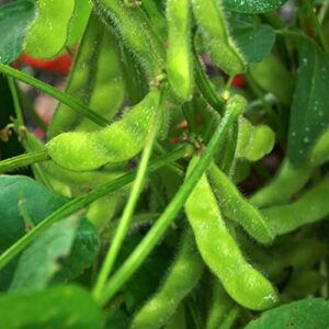 50 Pcs Midori Giant Edamame Seeds Heirloom HIGH Germination Rate Fresh Garden Seeds Non-GMO