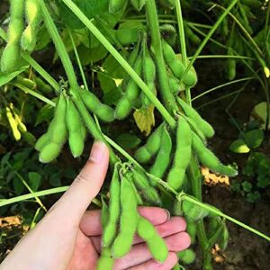 50 Pcs Midori Giant Edamame Seeds Heirloom HIGH Germination Rate Fresh Garden Seeds Non-GMO