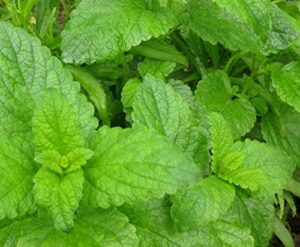 lemon balm herb 100 seeds – garden fresh pack!