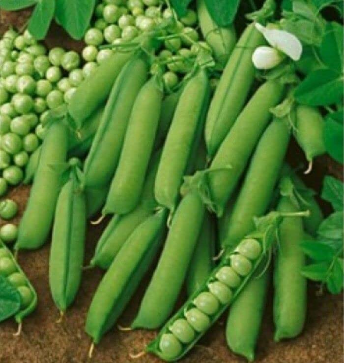 120 Early Alaska Pea Seeds for Planting Heirloom Non GMO 1 Ounce of Seeds Garden Vegetable Bulk Survival