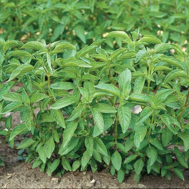 David's Garden Seeds Herb Basil Lime FBA-5987 (Green) 200 Non-GMO, Heirloom Seeds