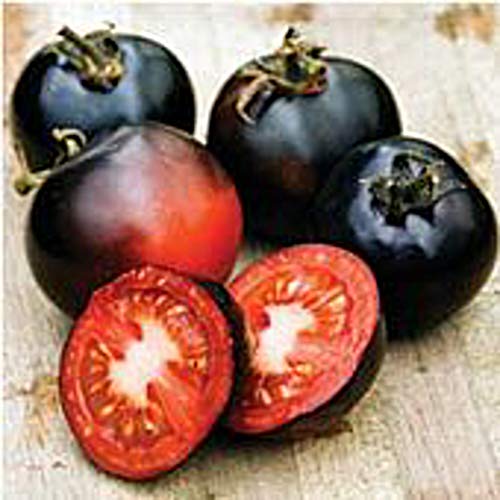 Indigo Rose Tomato Seeds (20+ Seeds) | Non GMO | Vegetable Fruit Herb Flower Seeds for Planting | Home Garden Greenhouse Pack