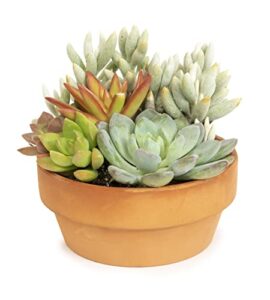 live succulents assortment in clay pot, garden succulent planter, unique gardening gifts for plant lovers, live succulent plants live plants, live succulents plants live houseplants by plants for pets