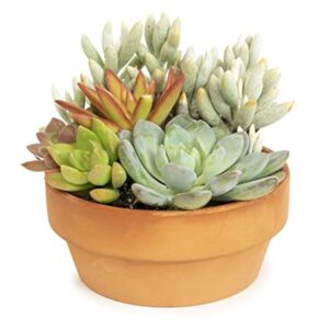 Live Succulents Assortment in Clay Pot, Garden Succulent Planter, Unique Gardening Gifts for Plant Lovers, Live Succulent Plants Live Plants, Live Succulents Plants Live Houseplants by Plants for Pets