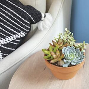 Live Succulents Assortment in Clay Pot, Garden Succulent Planter, Unique Gardening Gifts for Plant Lovers, Live Succulent Plants Live Plants, Live Succulents Plants Live Houseplants by Plants for Pets