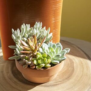 Live Succulents Assortment in Clay Pot, Garden Succulent Planter, Unique Gardening Gifts for Plant Lovers, Live Succulent Plants Live Plants, Live Succulents Plants Live Houseplants by Plants for Pets