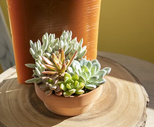 Live Succulents Assortment in Clay Pot, Garden Succulent Planter, Unique Gardening Gifts for Plant Lovers, Live Succulent Plants Live Plants, Live Succulents Plants Live Houseplants by Plants for Pets