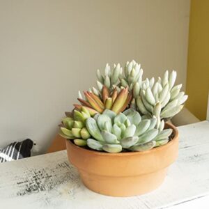 Live Succulents Assortment in Clay Pot, Garden Succulent Planter, Unique Gardening Gifts for Plant Lovers, Live Succulent Plants Live Plants, Live Succulents Plants Live Houseplants by Plants for Pets