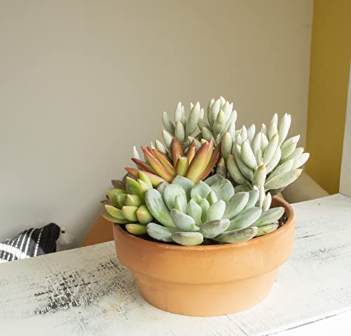 Live Succulents Assortment in Clay Pot, Garden Succulent Planter, Unique Gardening Gifts for Plant Lovers, Live Succulent Plants Live Plants, Live Succulents Plants Live Houseplants by Plants for Pets