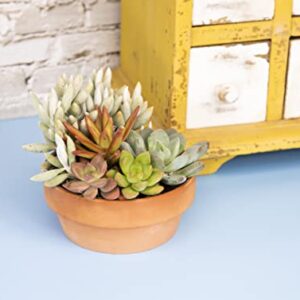 Live Succulents Assortment in Clay Pot, Garden Succulent Planter, Unique Gardening Gifts for Plant Lovers, Live Succulent Plants Live Plants, Live Succulents Plants Live Houseplants by Plants for Pets