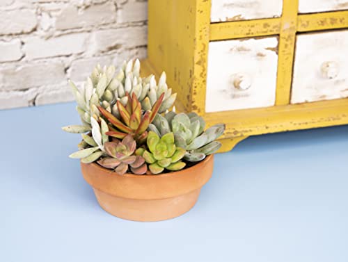 Live Succulents Assortment in Clay Pot, Garden Succulent Planter, Unique Gardening Gifts for Plant Lovers, Live Succulent Plants Live Plants, Live Succulents Plants Live Houseplants by Plants for Pets