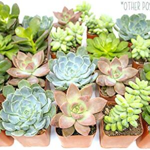 Live Succulents Assortment in Clay Pot, Garden Succulent Planter, Unique Gardening Gifts for Plant Lovers, Live Succulent Plants Live Plants, Live Succulents Plants Live Houseplants by Plants for Pets