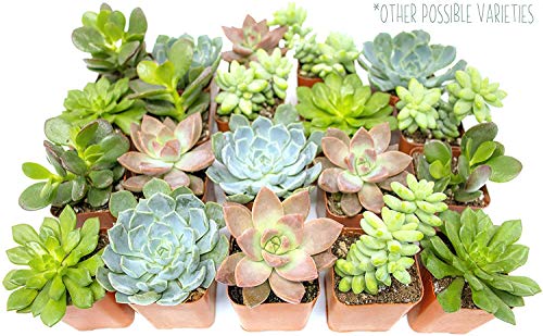 Live Succulents Assortment in Clay Pot, Garden Succulent Planter, Unique Gardening Gifts for Plant Lovers, Live Succulent Plants Live Plants, Live Succulents Plants Live Houseplants by Plants for Pets