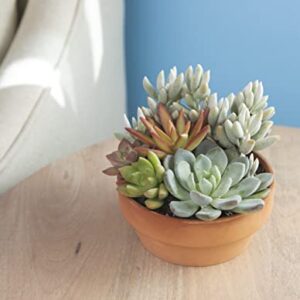 Live Succulents Assortment in Clay Pot, Garden Succulent Planter, Unique Gardening Gifts for Plant Lovers, Live Succulent Plants Live Plants, Live Succulents Plants Live Houseplants by Plants for Pets