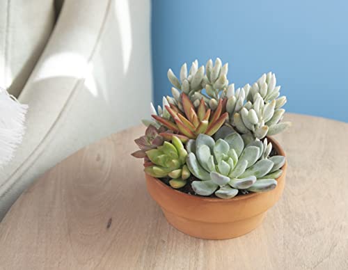 Live Succulents Assortment in Clay Pot, Garden Succulent Planter, Unique Gardening Gifts for Plant Lovers, Live Succulent Plants Live Plants, Live Succulents Plants Live Houseplants by Plants for Pets