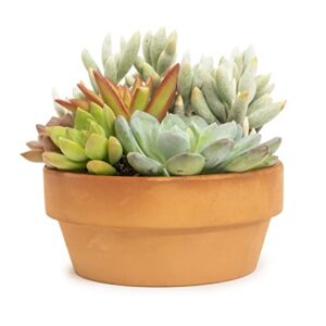 Live Succulents Assortment in Clay Pot, Garden Succulent Planter, Unique Gardening Gifts for Plant Lovers, Live Succulent Plants Live Plants, Live Succulents Plants Live Houseplants by Plants for Pets