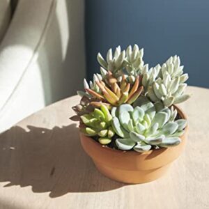 Live Succulents Assortment in Clay Pot, Garden Succulent Planter, Unique Gardening Gifts for Plant Lovers, Live Succulent Plants Live Plants, Live Succulents Plants Live Houseplants by Plants for Pets