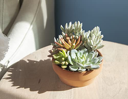 Live Succulents Assortment in Clay Pot, Garden Succulent Planter, Unique Gardening Gifts for Plant Lovers, Live Succulent Plants Live Plants, Live Succulents Plants Live Houseplants by Plants for Pets