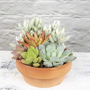 Live Succulents Assortment in Clay Pot, Garden Succulent Planter, Unique Gardening Gifts for Plant Lovers, Live Succulent Plants Live Plants, Live Succulents Plants Live Houseplants by Plants for Pets