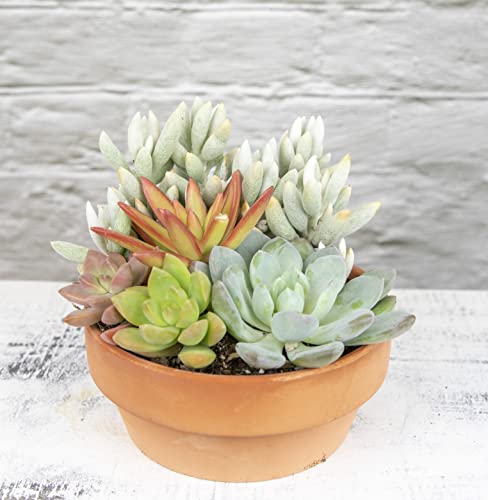 Live Succulents Assortment in Clay Pot, Garden Succulent Planter, Unique Gardening Gifts for Plant Lovers, Live Succulent Plants Live Plants, Live Succulents Plants Live Houseplants by Plants for Pets